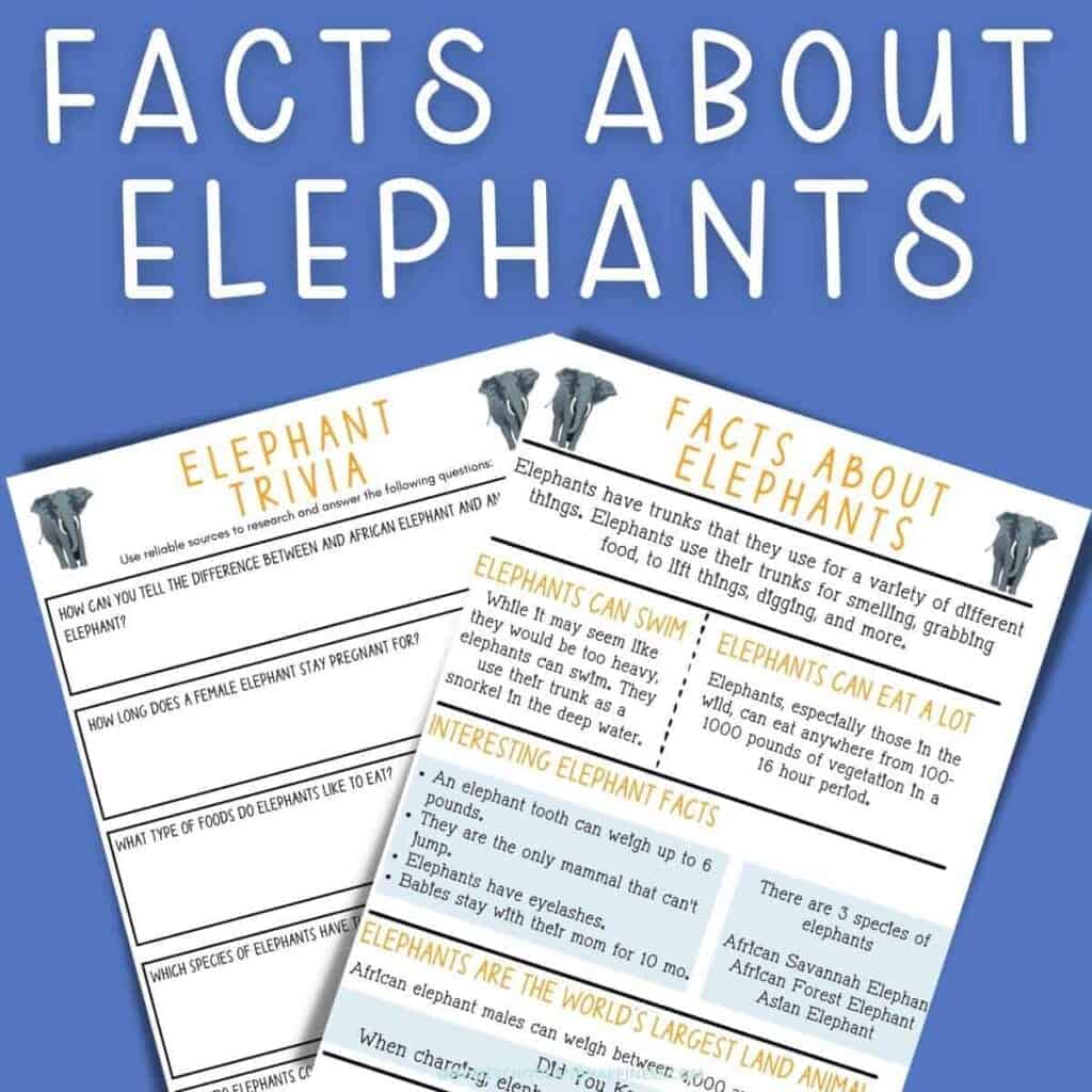 National Trivia Day (January 4) - Weird Holidays