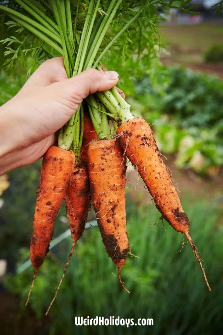 International Carrot Day (April 3) - Weird Holidays