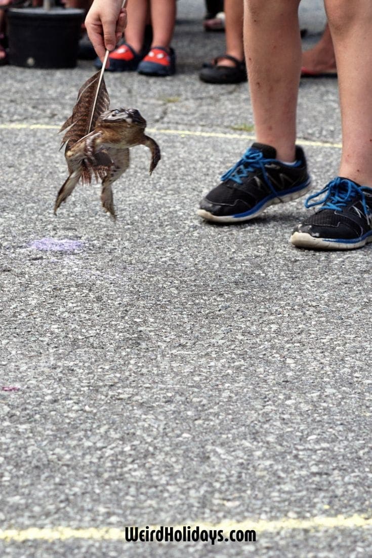 National Frog Jumping Day (May 13) - Weird Holidays National Frog Jumping Day (May 13) - Weird Holidays