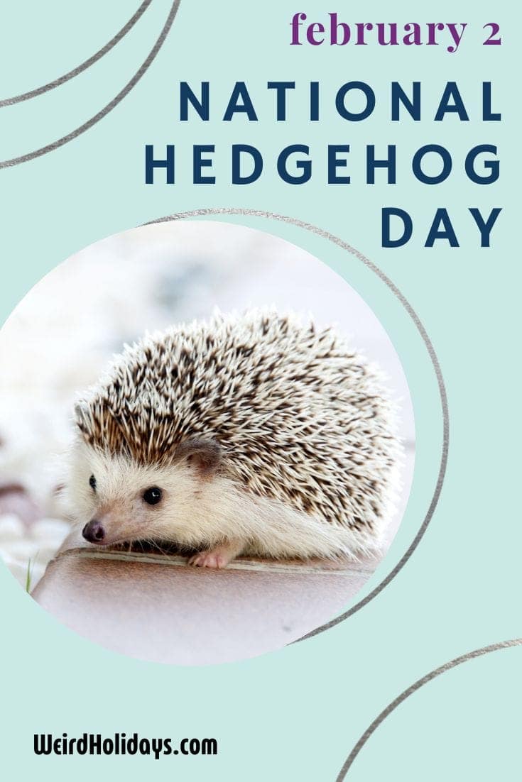 National Hedgehog Day (February 2) - Weird Holidays