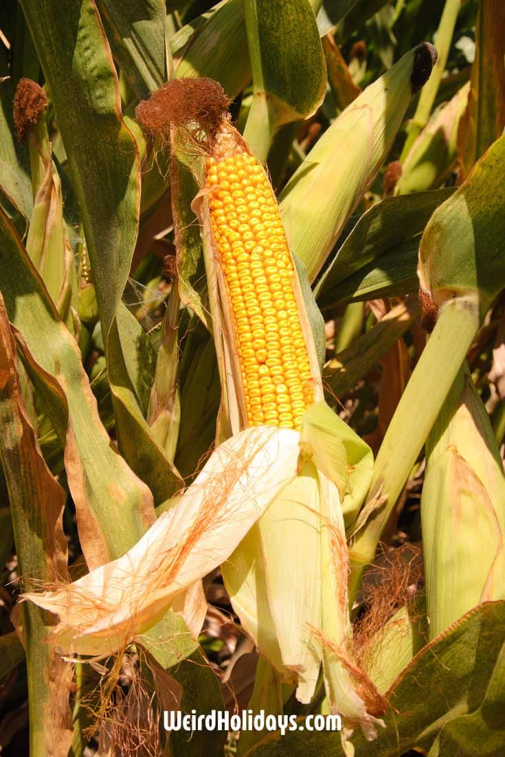 National Corn on the Cob Day (June 11) - Weird Holidays