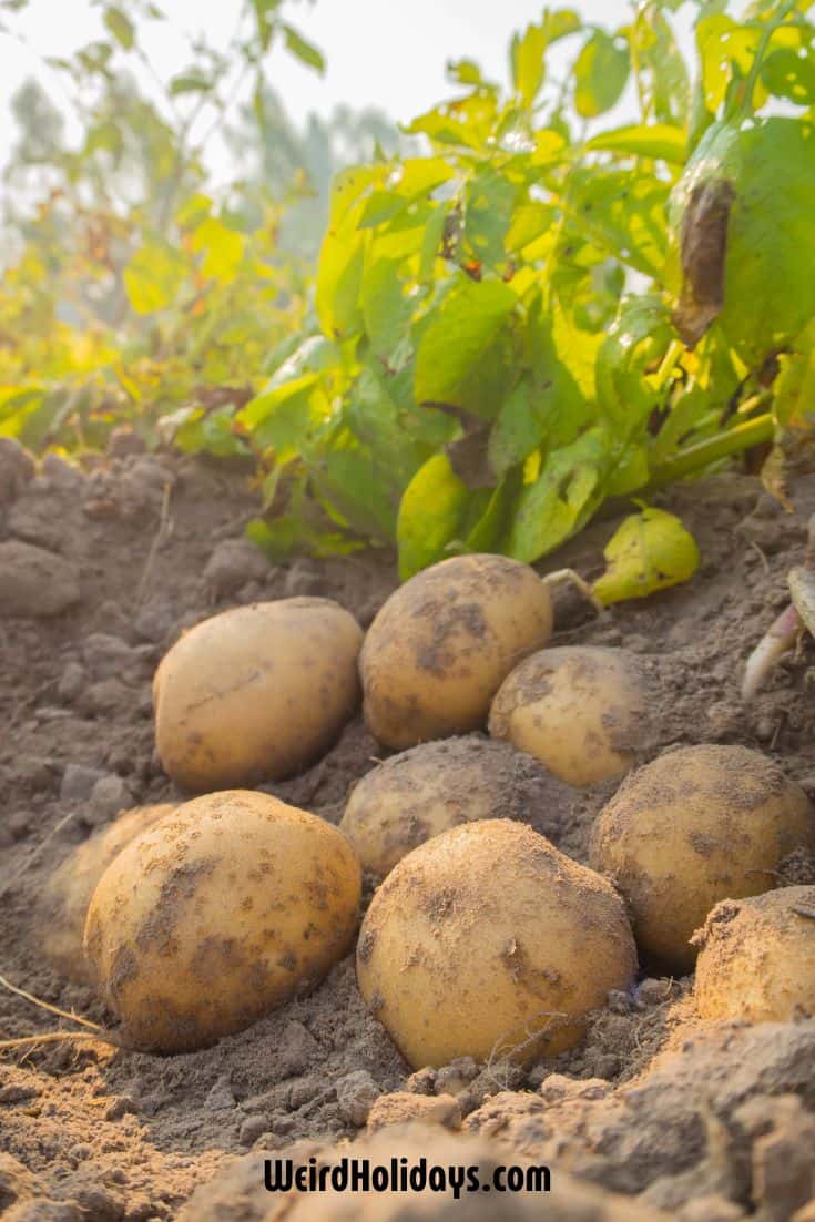 National Potato Day (August 19) - Weird Holidays