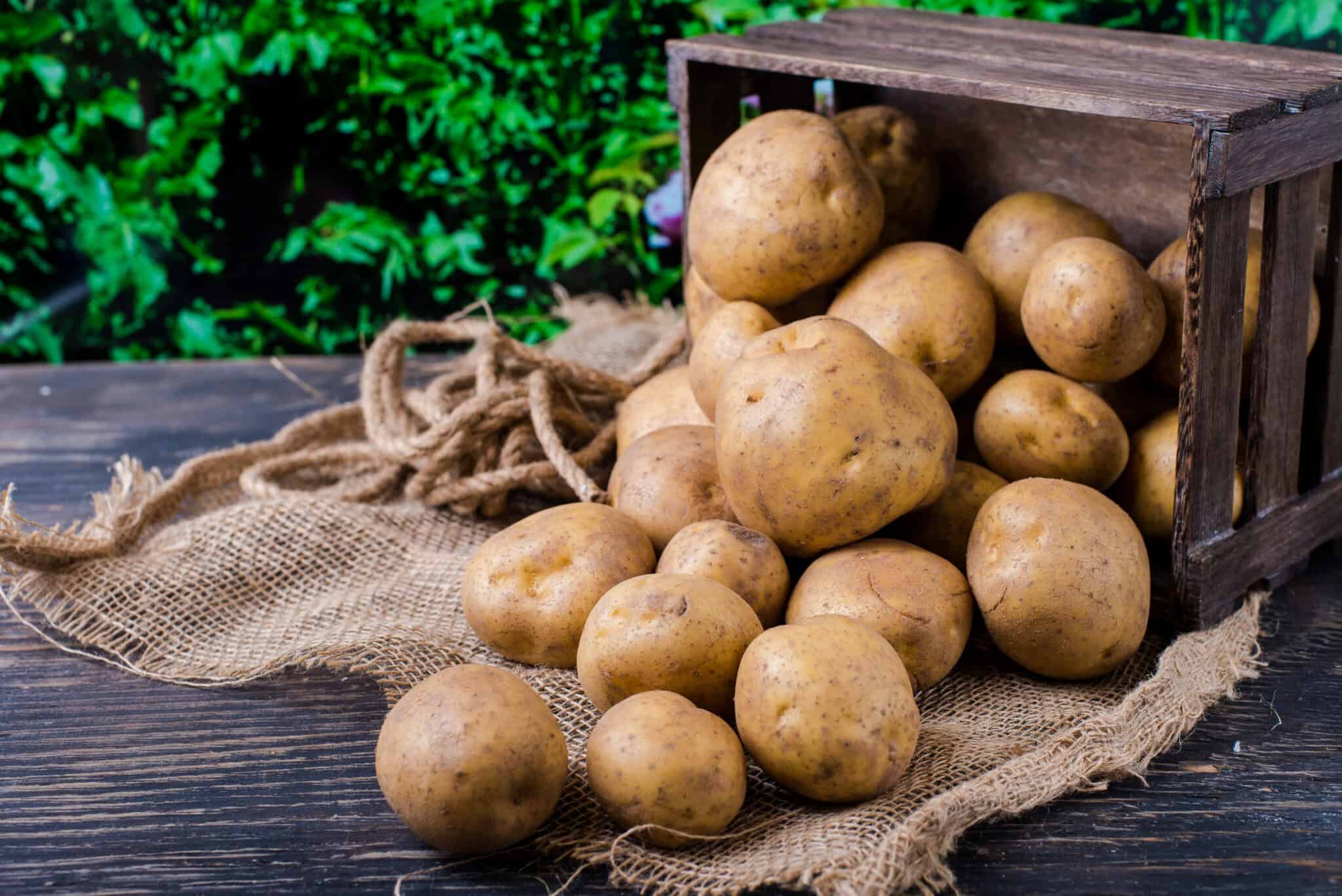 National Potato Day (August 19) - Weird Holidays