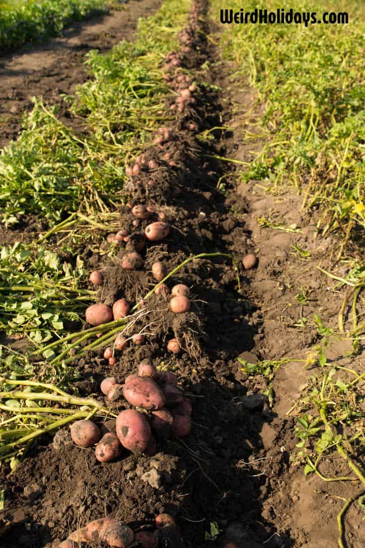 National Potato Day (August 19) - Weird Holidays