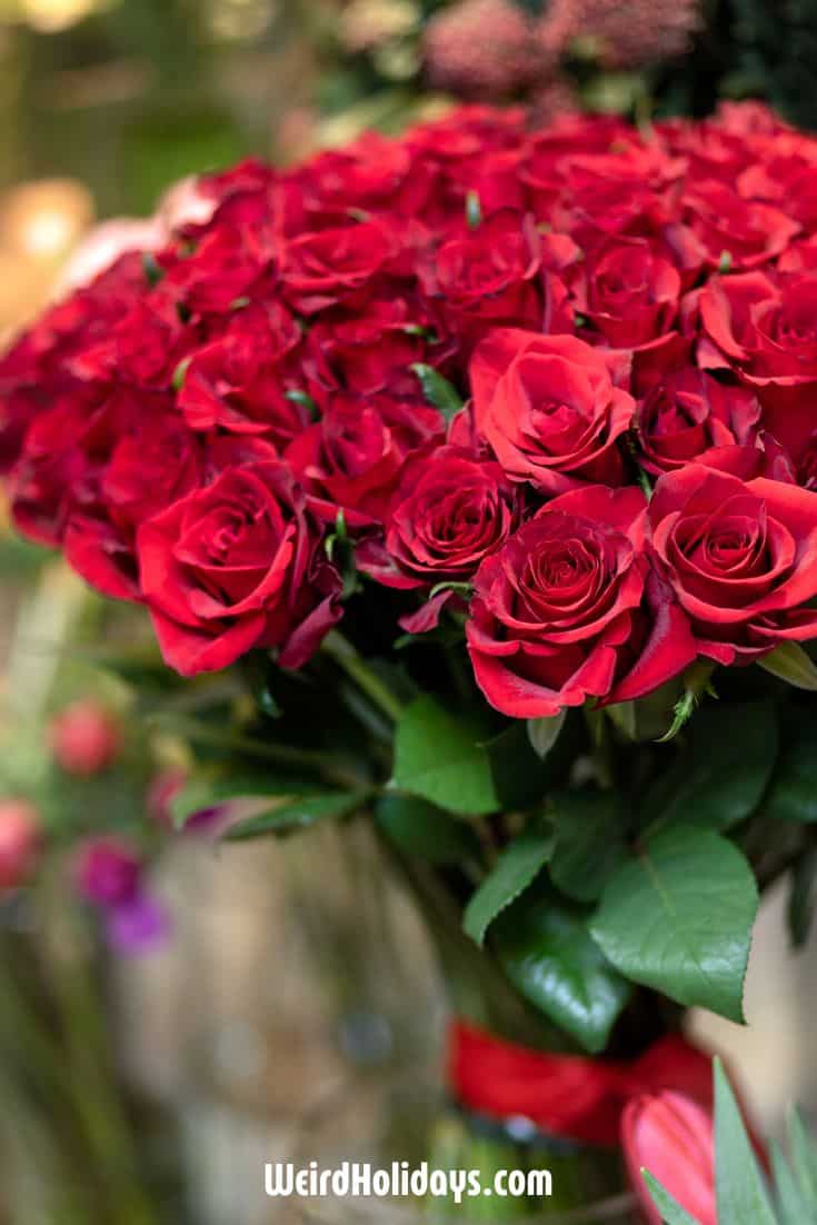 National Red Rose Day (June 12) - Weird Holidays