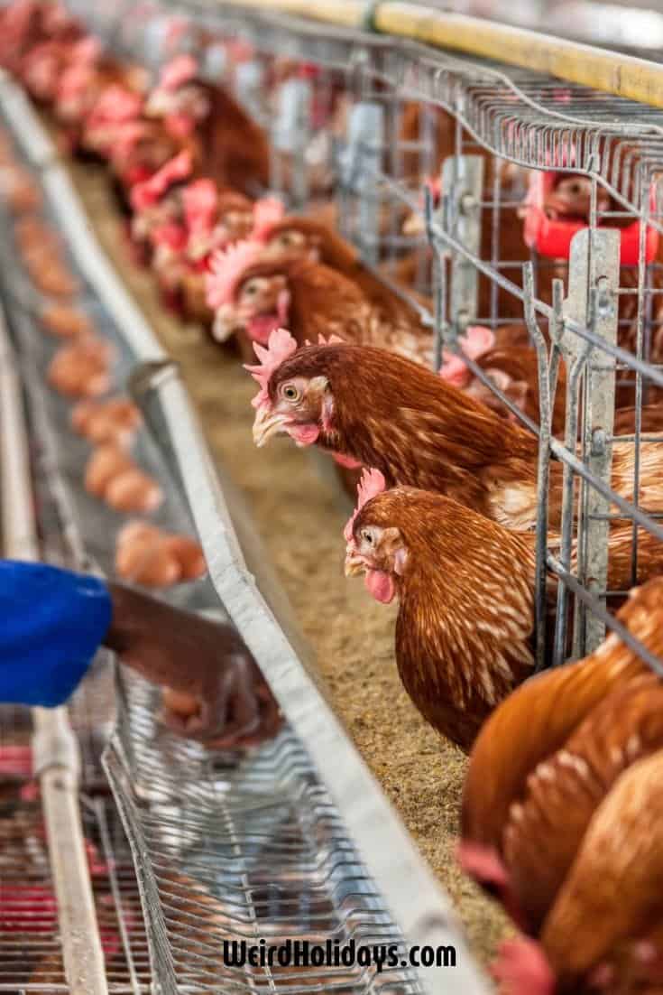 National Poultry Day (March 19) - Weird Holidays