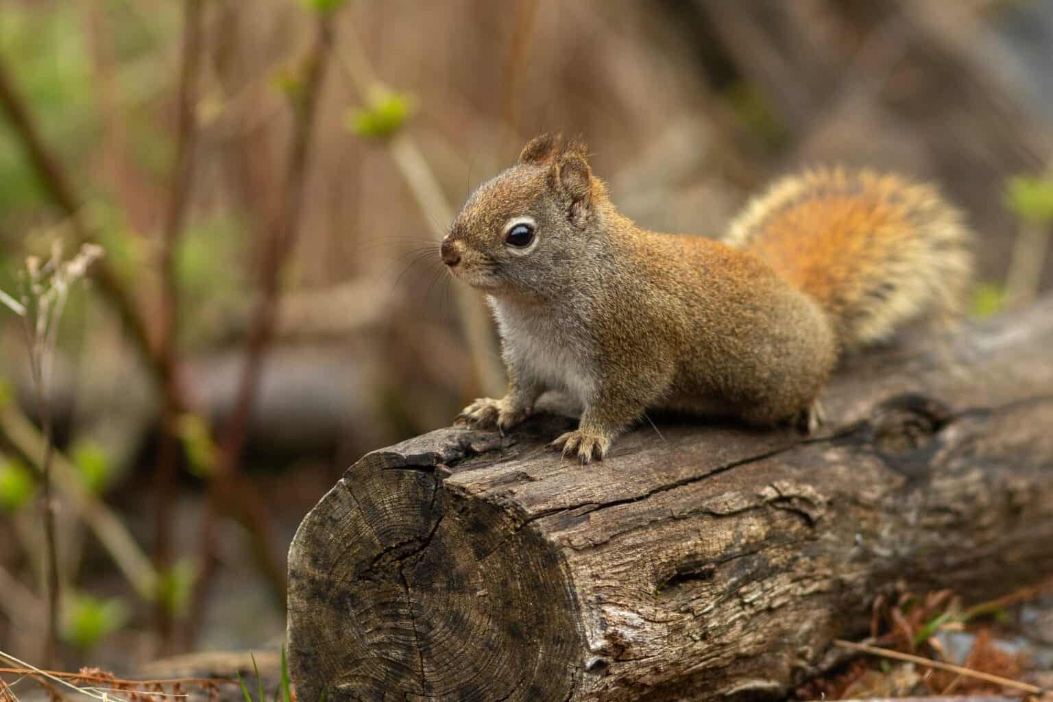 Squirrel Appreciation Day (January 21) - Weird Holidays