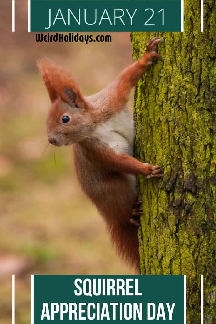 Squirrel Appreciation Day (January 21) - Weird Holidays