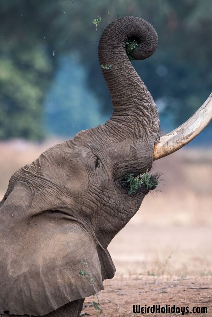 World Elephant Day (August 12) - Weird Holidays
