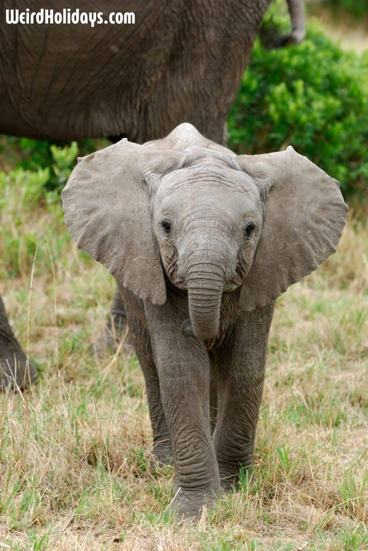 World Elephant Day (August 12) - Weird Holidays