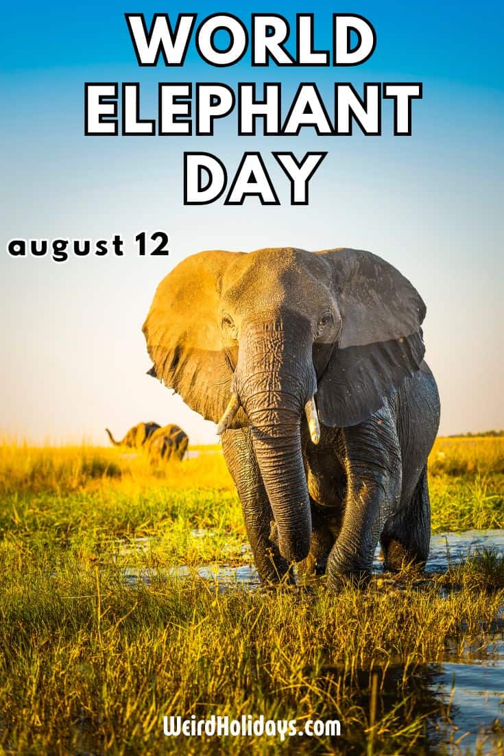 World Elephant Day (August 12) - Weird Holidays