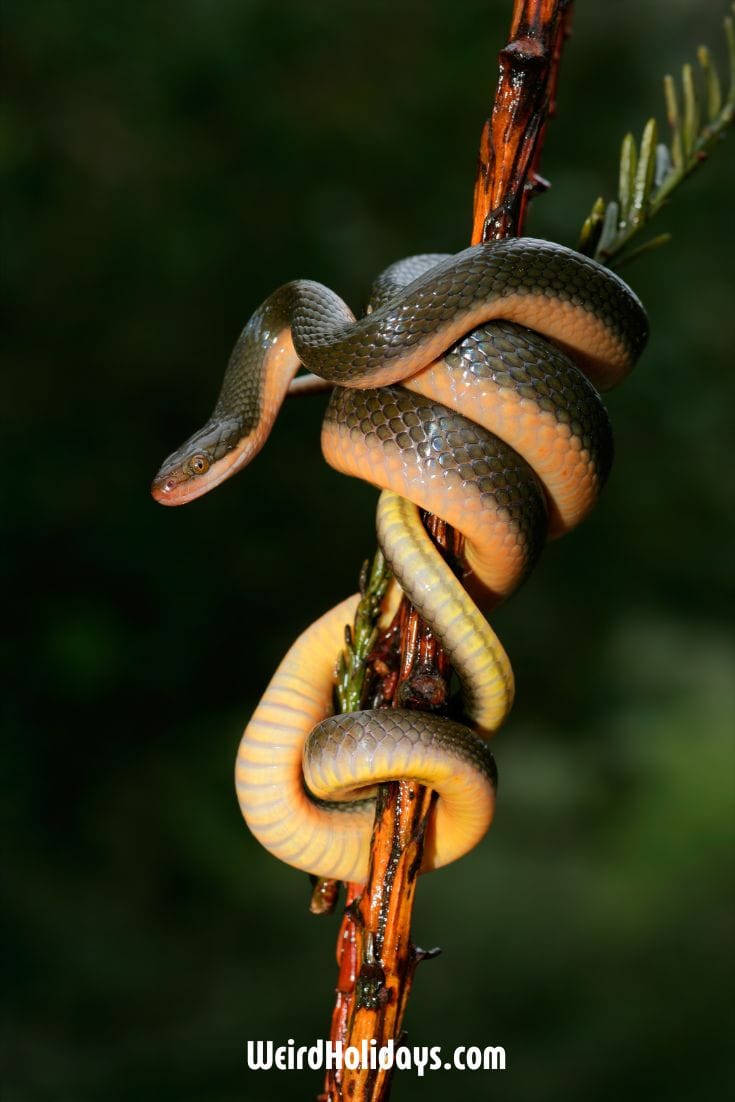 World Snake Day (July 16) - Weird Holidays