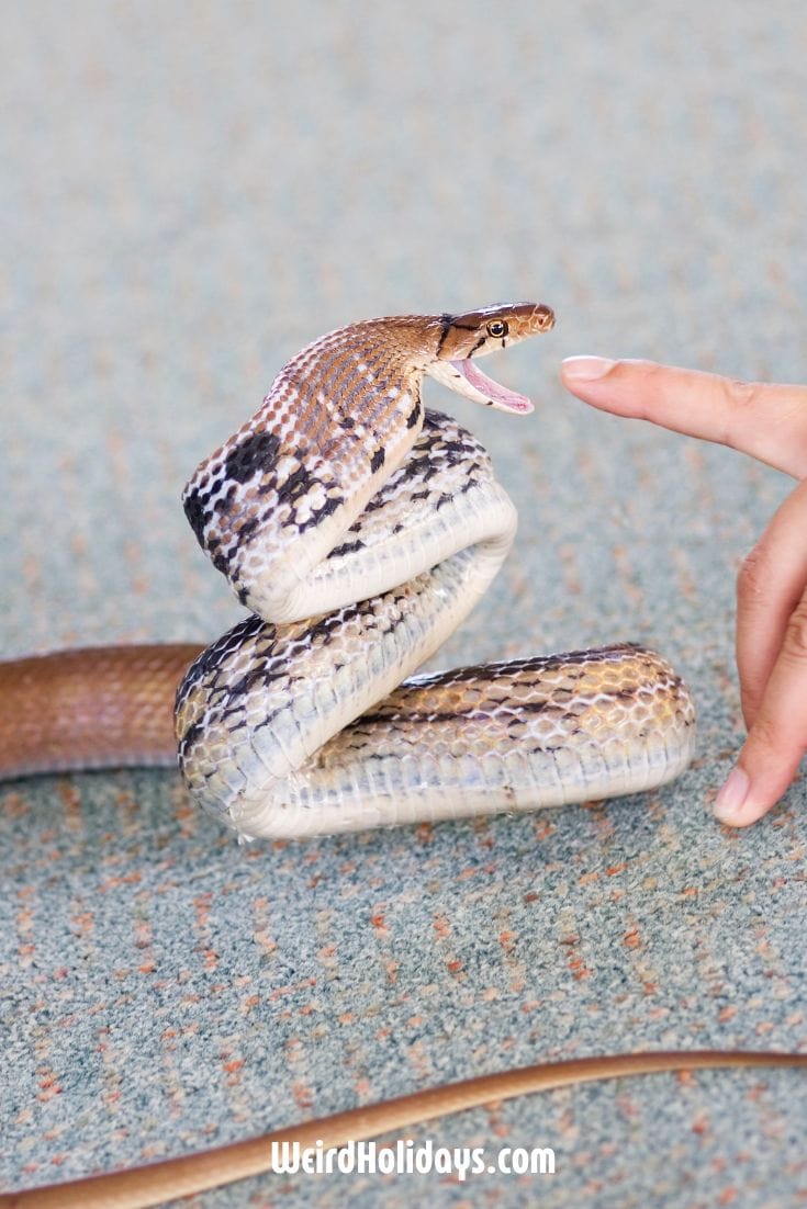 World Snake Day (July 16) - Weird Holidays