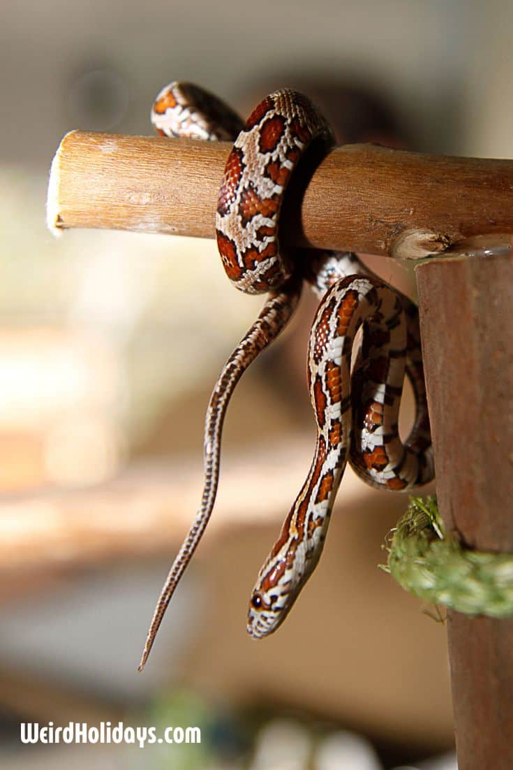 World Snake Day (July 16) - Weird Holidays